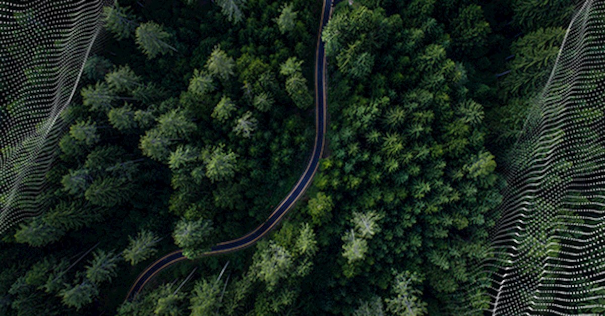 Insuring the Transition: Safeguarding Carbon Credits | GallagherRe